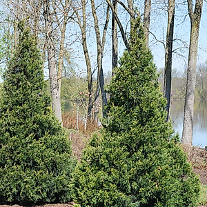 Gin Fizz® Juniper - Juniperus chinensis - Proven Winners - 4" Pot