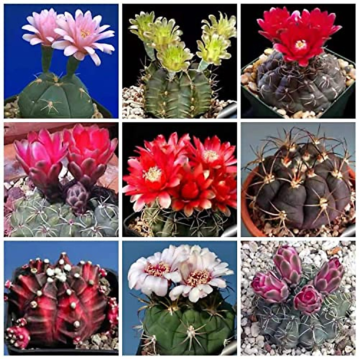 MOKALALA 100 Pcs Mixed Opuntia Stricta Cactus Seeds Plant Fresh Garden Seeds Succulent Flower Seeds, Gardeners Choice!