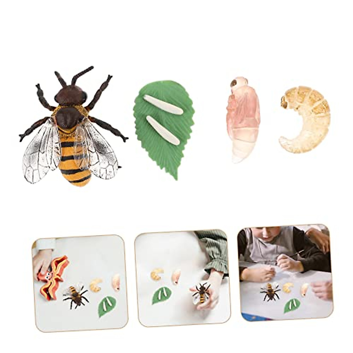 Yardenfun 1 Set Stag Beetle Growth Week Little Critters Toys Educational Toys for Kids Spider Toy Honey Life Cycle Models Growth Statue Bee Growth Cycle Plastic Honey Bee Life Cycle Models