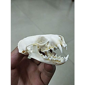 weasel Skull Taxidermy supplies art bone vet medicine 1:1
