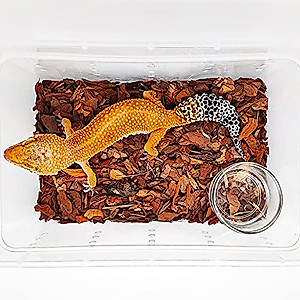 WEAVERBIRD 6Pcs Glass Reptile Feeder Food Bowl,Food Basin Tray Container Water Dish Cup, Reptile Terrarium Water Bowl,Round Water Dish Cup for Small Pet Lizard Turtle Spider Scorpion Frog Cricket