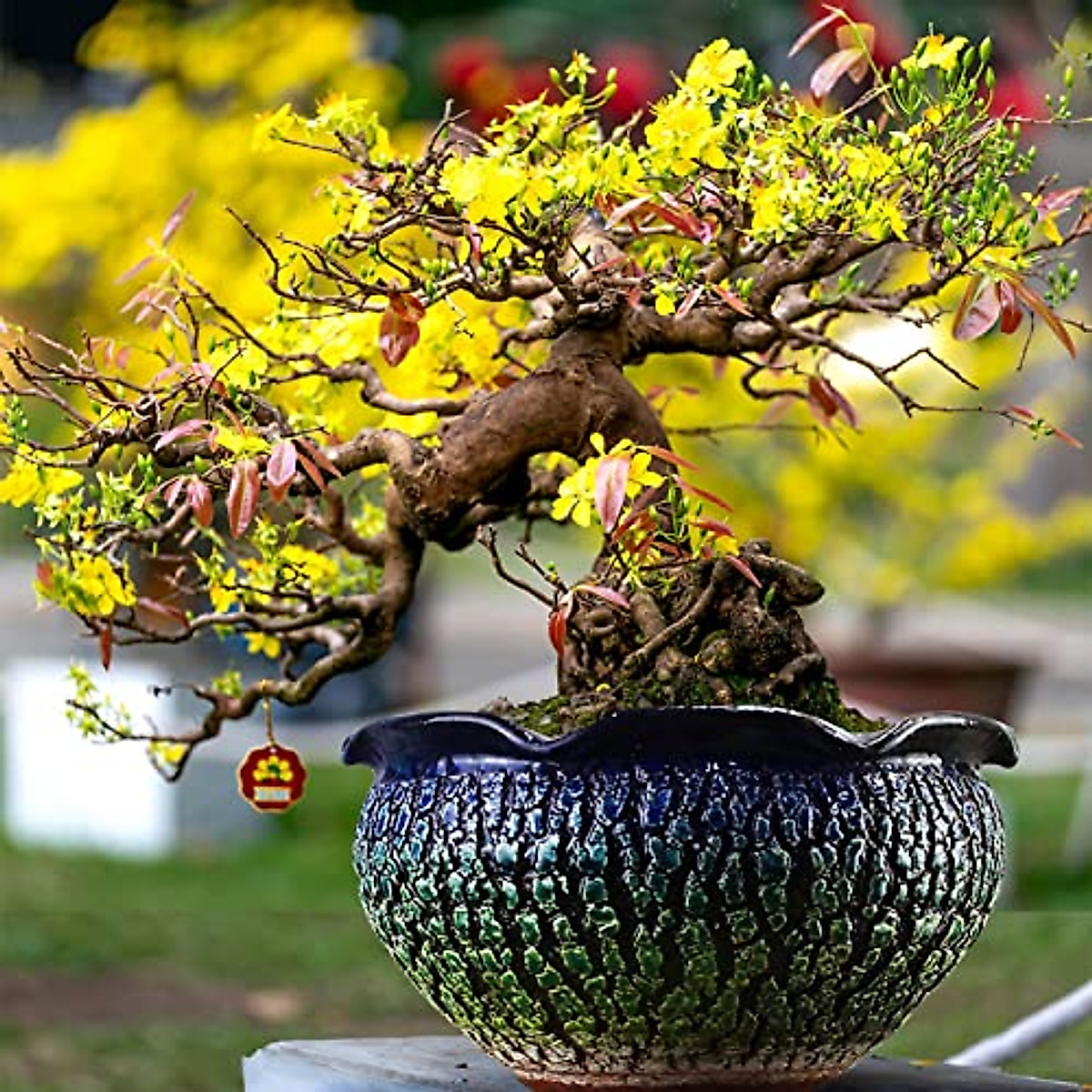 FFPOPU Bonsai Pots, Large Rough Pottery Succulent Planter with Drainage Hole, Purely Handmade Large Ceramic Bonsai Tree Pot,Green Bonsai Planter for Bonsai Lovers