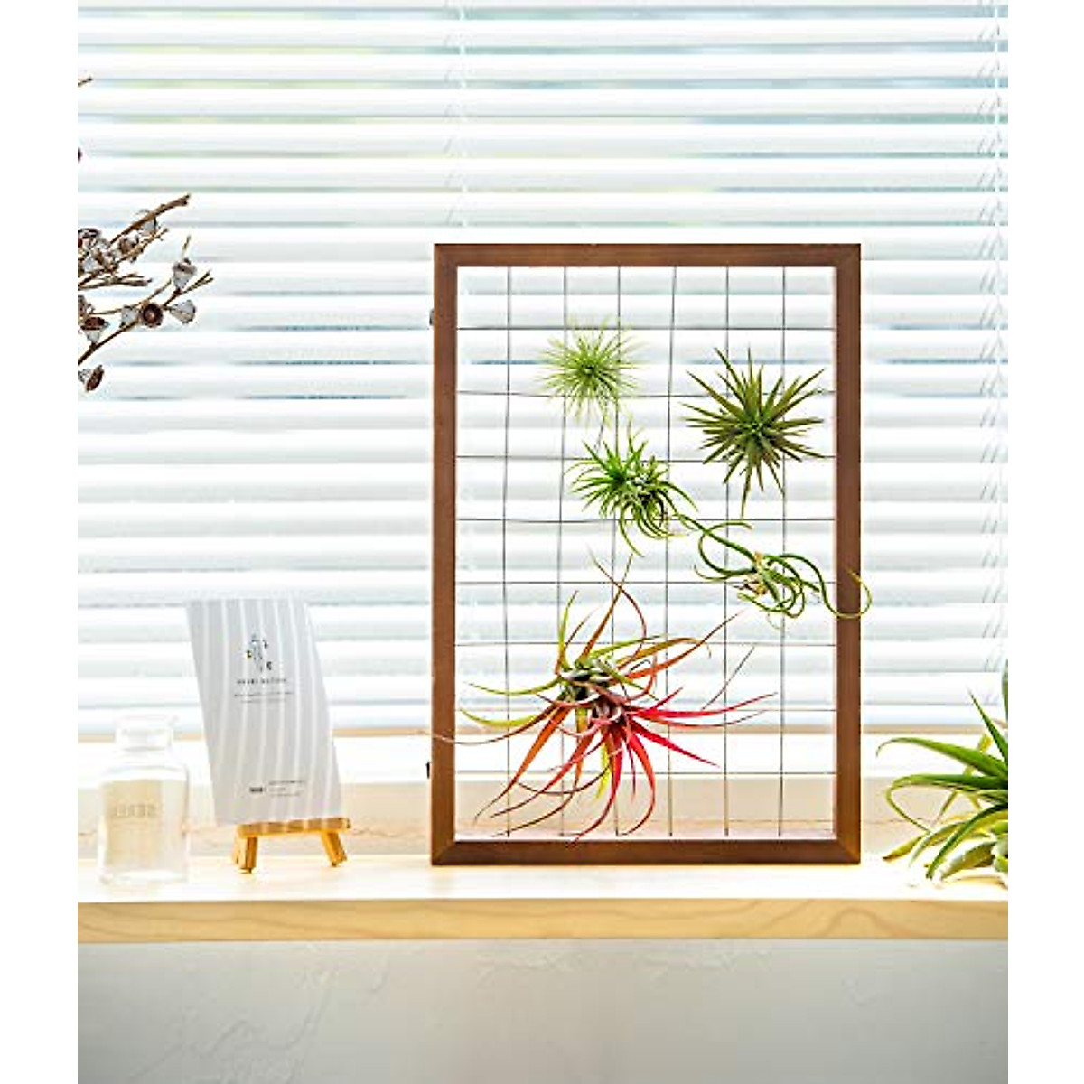 Mkono Air Plant Frame Hanging Airplant Holder Tillandsia Display Hanger Wooden Shelf Wall Decor for House Plants, Succulent, Christma Gifts for Plant Lovers, 16" (Plant Not Included)