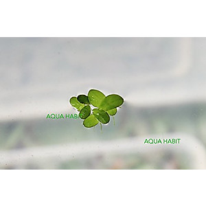 Duckweed (Lemna Minor) - 100/200/500 Live Plants (500) by Aqua Habit