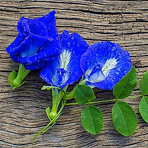CHUXAY GARDEN 10 Seeds Blue Clitoria Ternatea,Asian Pigeonwings,Bluebellvine,Blue Pea,Butterfly Pea,Cordofan Pea,Darwin Pea Fabaceae Rare Blue Flowers Atract Butterflies Great for Garden