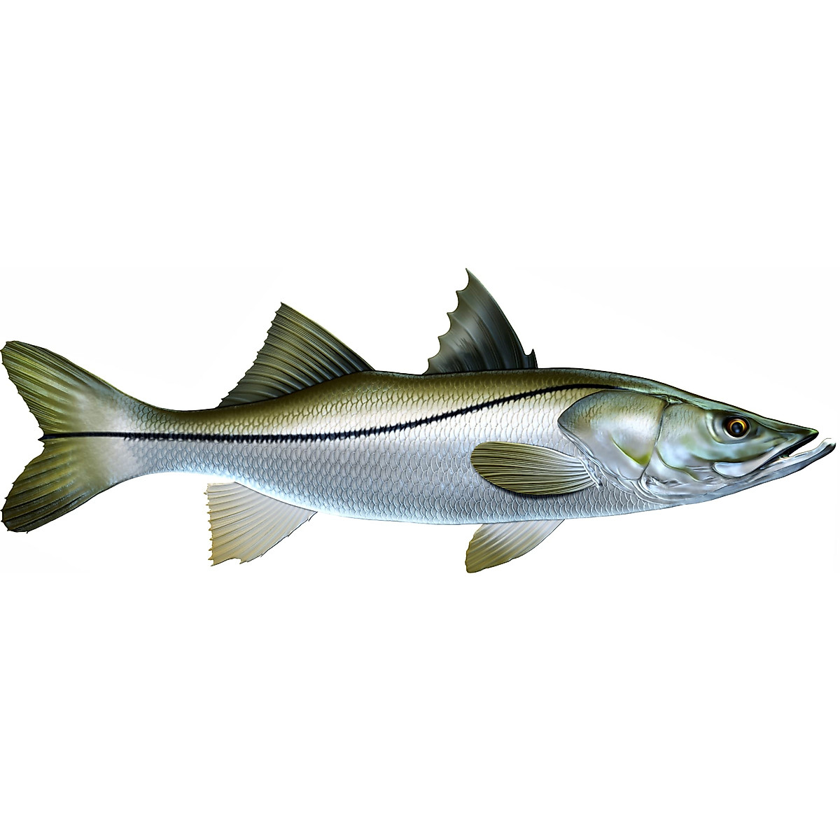 Snook Beautiful Fish Decal | Fishing Decal for Boat, Car, Vehicle, Truck Etc. | Waterproof Vinyl Sticker | Many Sizes & Styles Available | 12" to 40" by Digital Fish Art (Medium, Position 4)