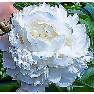 Marde Ross & Company Duchess De Nemours Double White Peony Bulbs - Bare Root 3-5 Eyes, Delightful Fragrance | Peony Plants for Planting Outdoors