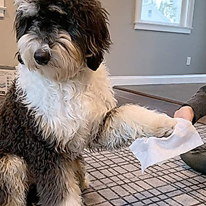 PL360 Dog Grooming Wipes for Cleansing & Deodorizing | Pet Wipes for Dogs, Cats, Puppies & Kittens | Mandarin Scent | Eco Friendly, Natural and Safe Ingredients | 40 Count