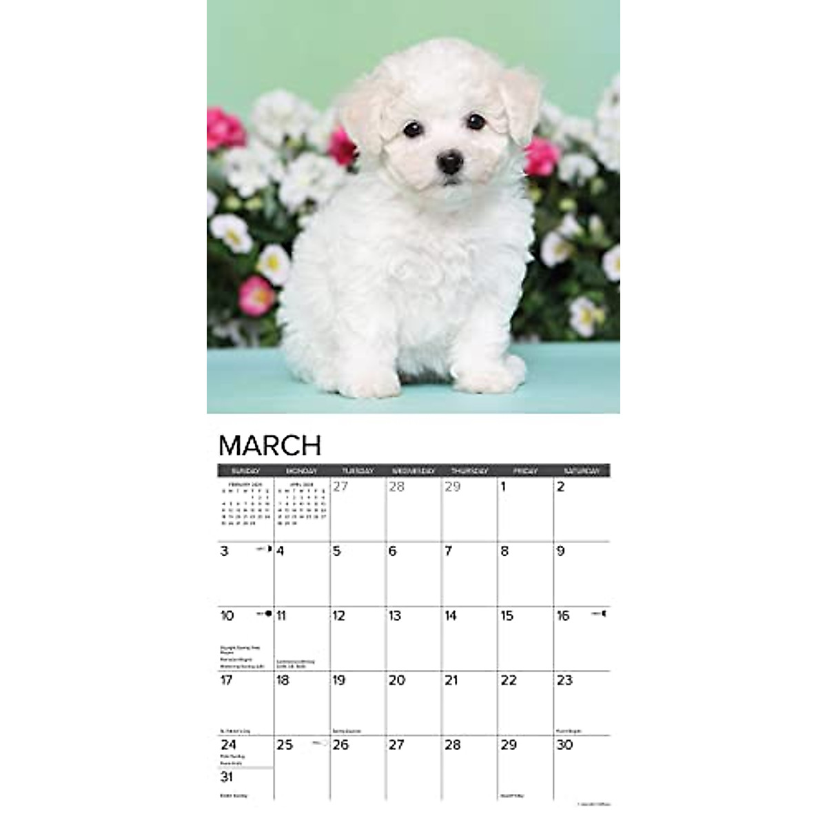 Willow Creek Press Bichon Frise Puppies Monthly 2024 Wall Calendar (12" x 12")
