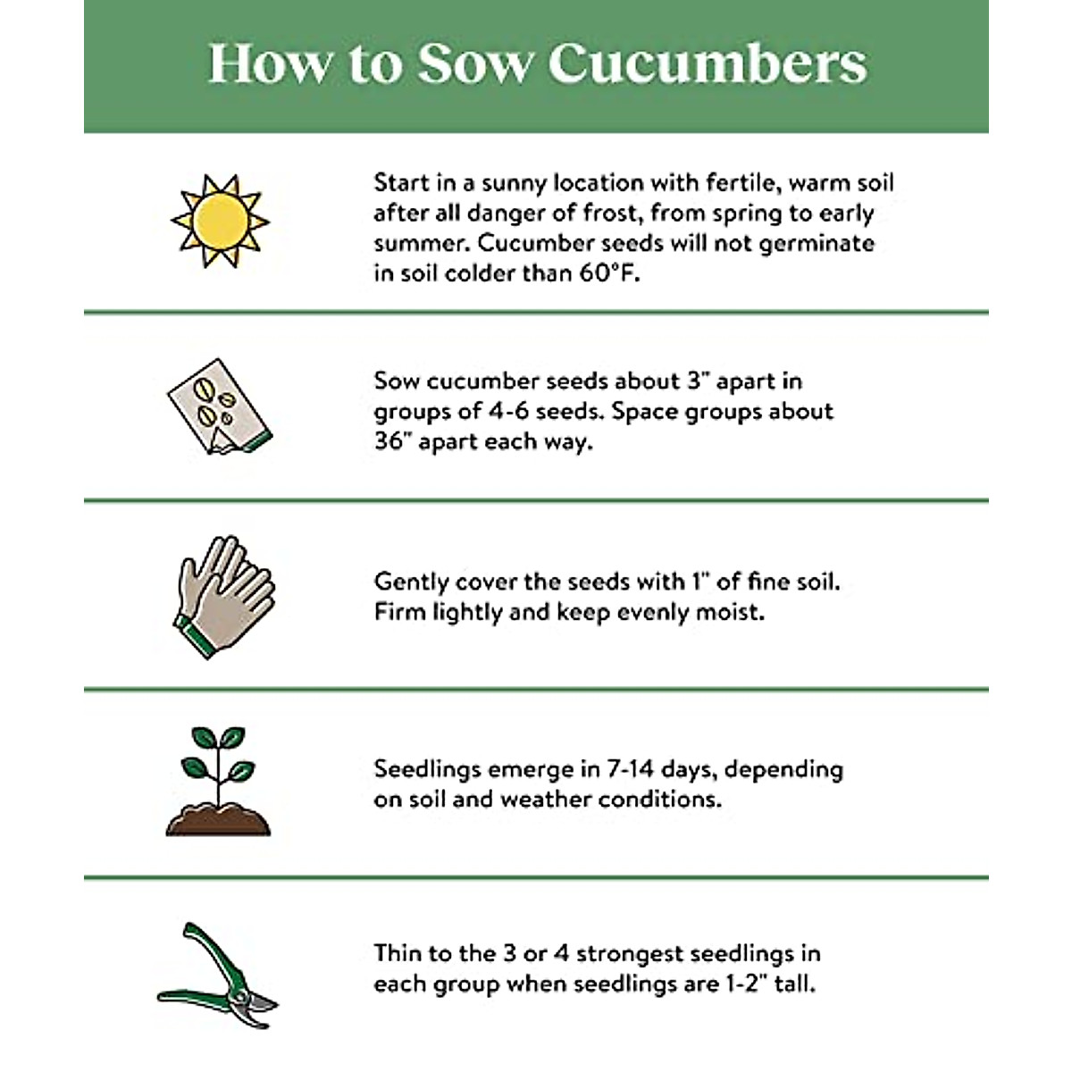 Burpee Straight Eight Slicing Cucumber Seeds 200 seeds