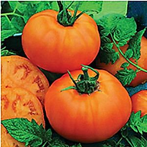 Chef's Choice Orange Tomato Seeds (20+ Seeds) | Non GMO | Vegetable Fruit Herb Flower Seeds for Planting | Home Garden Greenhouse Pack