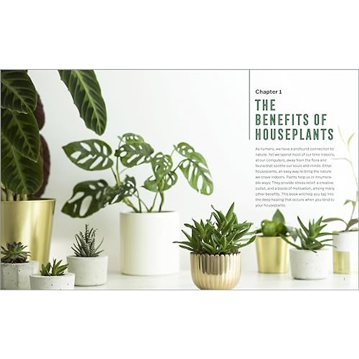 Houseplants for Beginners: A Practical Guide to Choosing, Growing, and Helping Your Plants Thrive