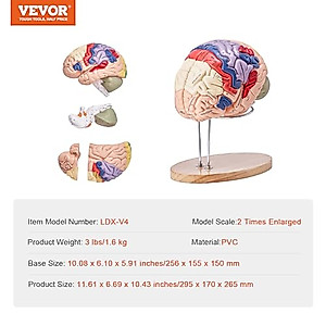 Human Brain Model 9-Part Life Size Anatomy Tool for Education