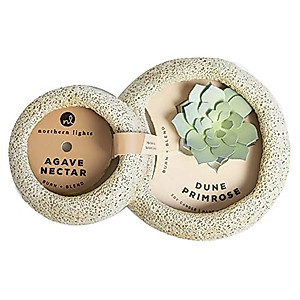 Northern Lights The Sill Agave Nectar & Dune Primrose Candle / Planter 16oz 52755