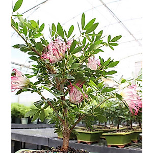 From You Flowers - Powder Puff Indoor Potted Bonsai for Birthday, Anniversary, Get Well, Congratulations, Thank You
