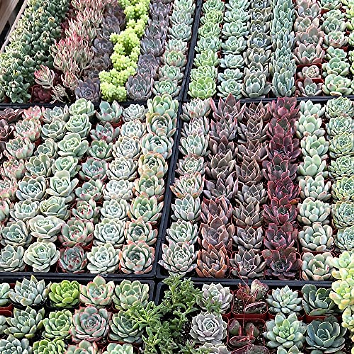 Live Succulent Plants - Assorted 5 Pack for Home Decor
