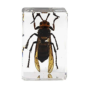 Celestron – Real 3D Bugs in Clear Resin – 4pc Set Includes Wasp, Ant, Chafer, and Beetle Specimens – Perfect for Science Eduction and Classroom – Use with Digital and Stereo Microscopes