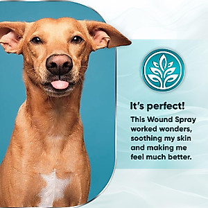 Wound Care For Dogs with Colloidal Silver | Dog Wound Spray | Dog Wound Care and Skin Support | + Chlorhexidine | Bites, Scratches, Irritations | Wound Spray for Dogs is Great With A Dog Cone | 4 Oz