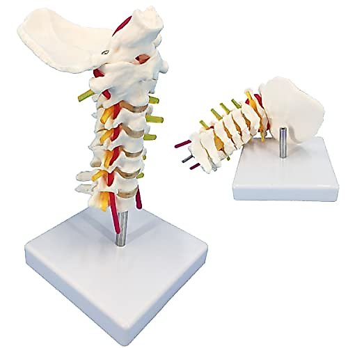 Veipho Cervical Spine Model with Nerves, Life Size Cervical Vertebral Spine Spinal Nerves Anatomical Model with Stand, Cervical Spinal Column Model for Patient Science Education
