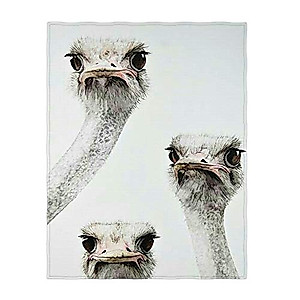 QH Three Cute Ostrichs Throw Blanket Super Soft Lightweight Blanket for All Seasons 60 x 80 Inch