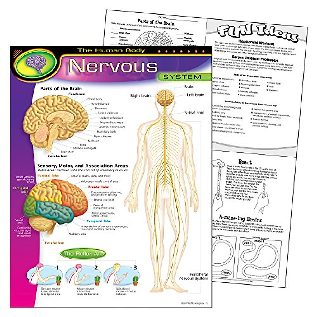 The Human Body–Nervous System Learning Chart