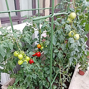 Kogrew, 6Ft 25Pcs Plant Stakes Garden Tomato Sticks Supports for Potted Cucumber Strawberry Bean, 72inch-25Pcs