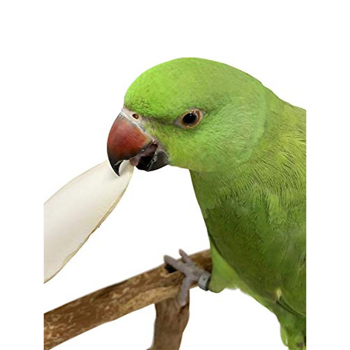 Birds LOVE Natural Cuttlebone – Premium Calcium & Trace Mineral Supplement for Avian Species, Tortoises, and Snails – Pure Cuttlebone for Parakeets, Cockatiels and All Birds | 4-Pack - Size 3.5 to 4"