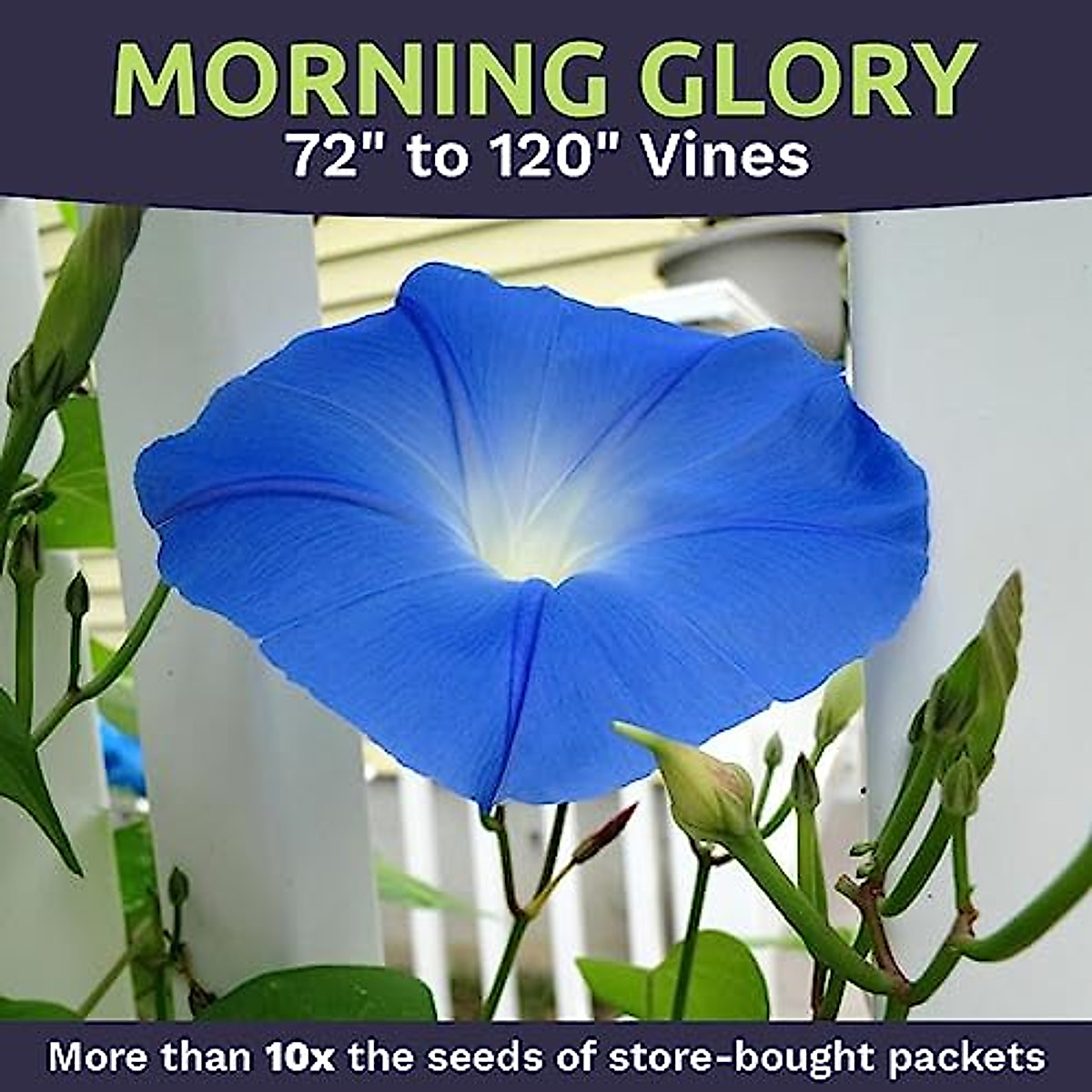 Morning Glory Seeds Heavenly Blue - Large 1 Ounce Packet - Over 1,000 Flower Seeds