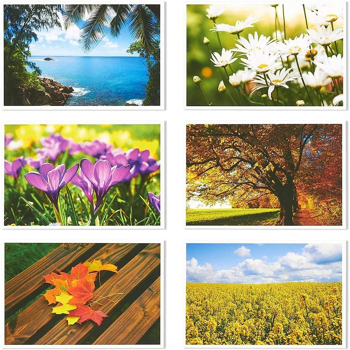 Best Paper Greetings 40 Pack Nature Postcards Bulk, Blank Travel Cards for Mailing, 20 Assorted Scenic Photos, Four Seasons (4x6 In)