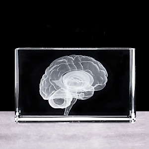 3D Human Brain Anatomical Model Paperweight(Laser Etched) in Crystal Glass Cube Science Gift (No Included LED Base)(3.1x2x2 inch)