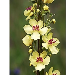 Gaea's Blessing Seeds - Mullein Seeds - Non-GMO Herb Seeds with Easy to Follow Instructions, Heirloom, Open-Pollinated, Untreated
