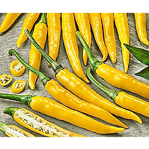 David's Garden Seeds Pepper Cayenne Golden FBA-00081 (Yellow) 25 Non-GMO, Heirloom Seeds