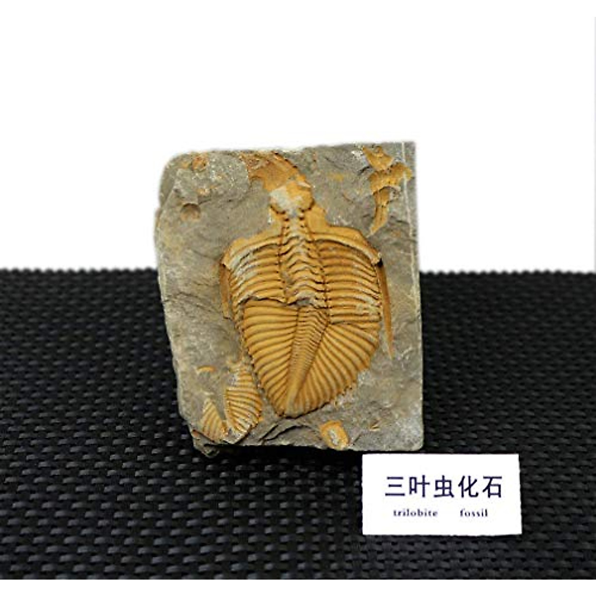 Sunnyhill Real Trilobite Fossil Come from Western Hunan of China 450 Million Years ago