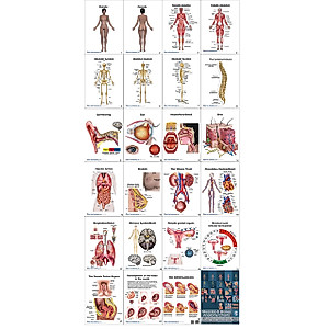 Female Anatomy (Flip Chart)