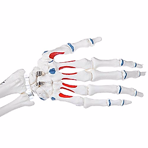 Axis Scientific Mini Human Skeleton Model with Metal Stand, 31" Tall, Painted and Numbered Muscle Insertion and Origin Points, Product Manual for Study and Reference, Easy to Assemble