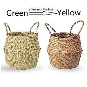 BrilliantJo Seagrass Belly Basket, Set of 2 Woven Plant Pot Holder handmade Home Decor for Storage Plants Picnic Grocery Medium(10.63 x 9.44 inch)