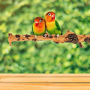 PATKAW Natural Wood Parrot Perch 2pcs Bird Wood Stand Branches Bird Cage Hanging Perch Bird Wooden Chew Toy for Pet Bird Cage Hammock Climbing Toy