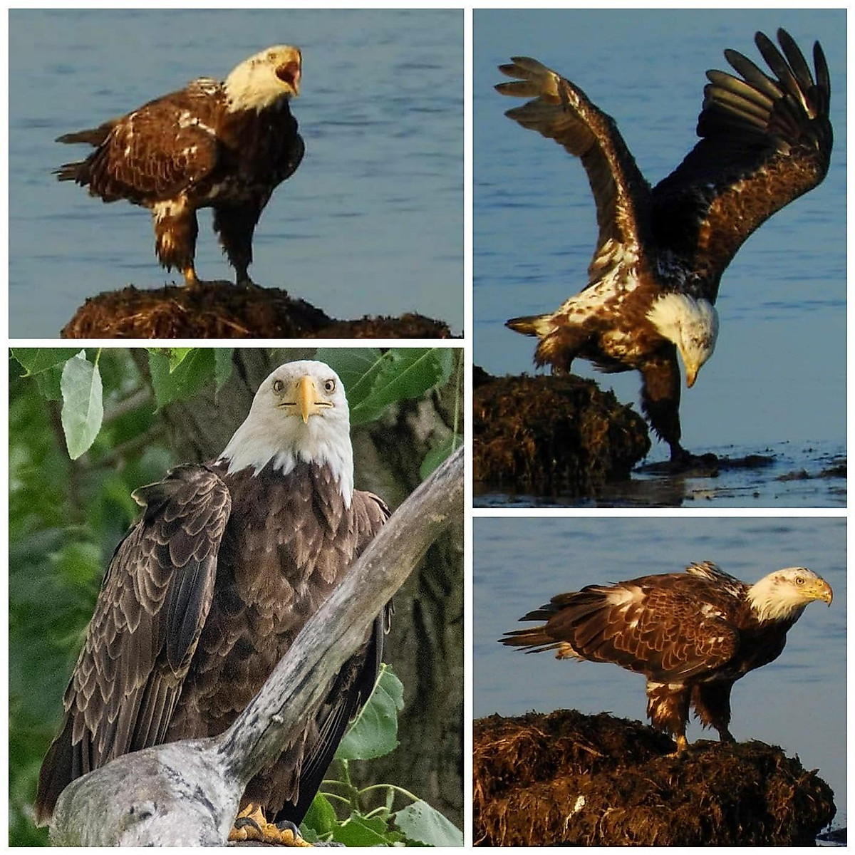 Ultra Telephoto 420-800mm F8.3 Manual Zoom Lens for Nikon DSLR F-Mount Cameras(D850 D810 D800 D610 D750 D500 D7200 D7500 D7100 D5600 D5300 D600 D3500 D3400 D3300 D3200 D5200 D5100 D5000 D7000 D700)