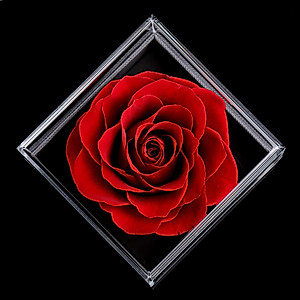 Ocosy Mothers Day Flower Gifts for Her, Preserved Real Flower Rose with Silver-Tone Heart Necklace I Love You in 100 Languages Gift Set, Enchanted Flower Rose Gifts, Red