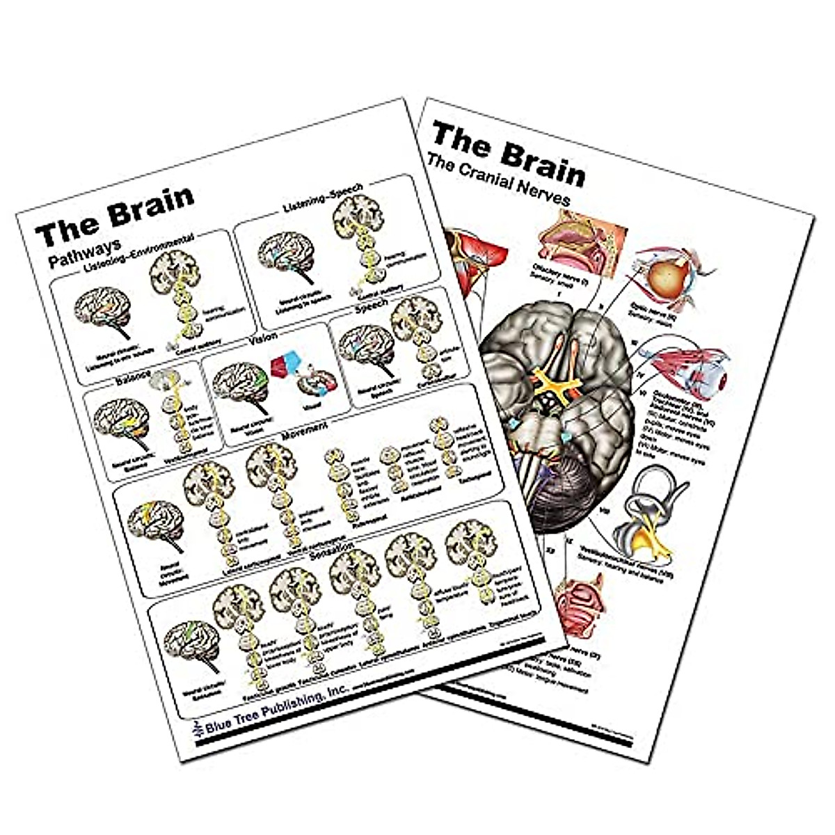 Brain Anatomical Chart