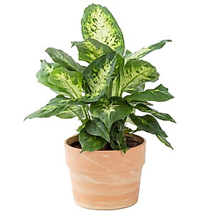 Costa Farms Dieffenbachia Live Indoor Plant, Easy to Grow Houseplant in Indoors Garden Planter Pot with Potting Soil, Grower's Choice, Birthday, New House Gift, Home and Room Decor, 12-14 Inches Tall