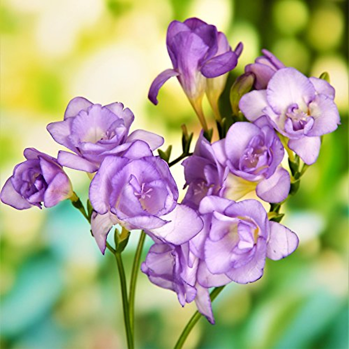 Freesia 'Double Flowering Mix' (15 Pack) Plant Bulbs for Gardening - Fragrant Freesia Mix Colors, Professional Growers from Easy to Grow