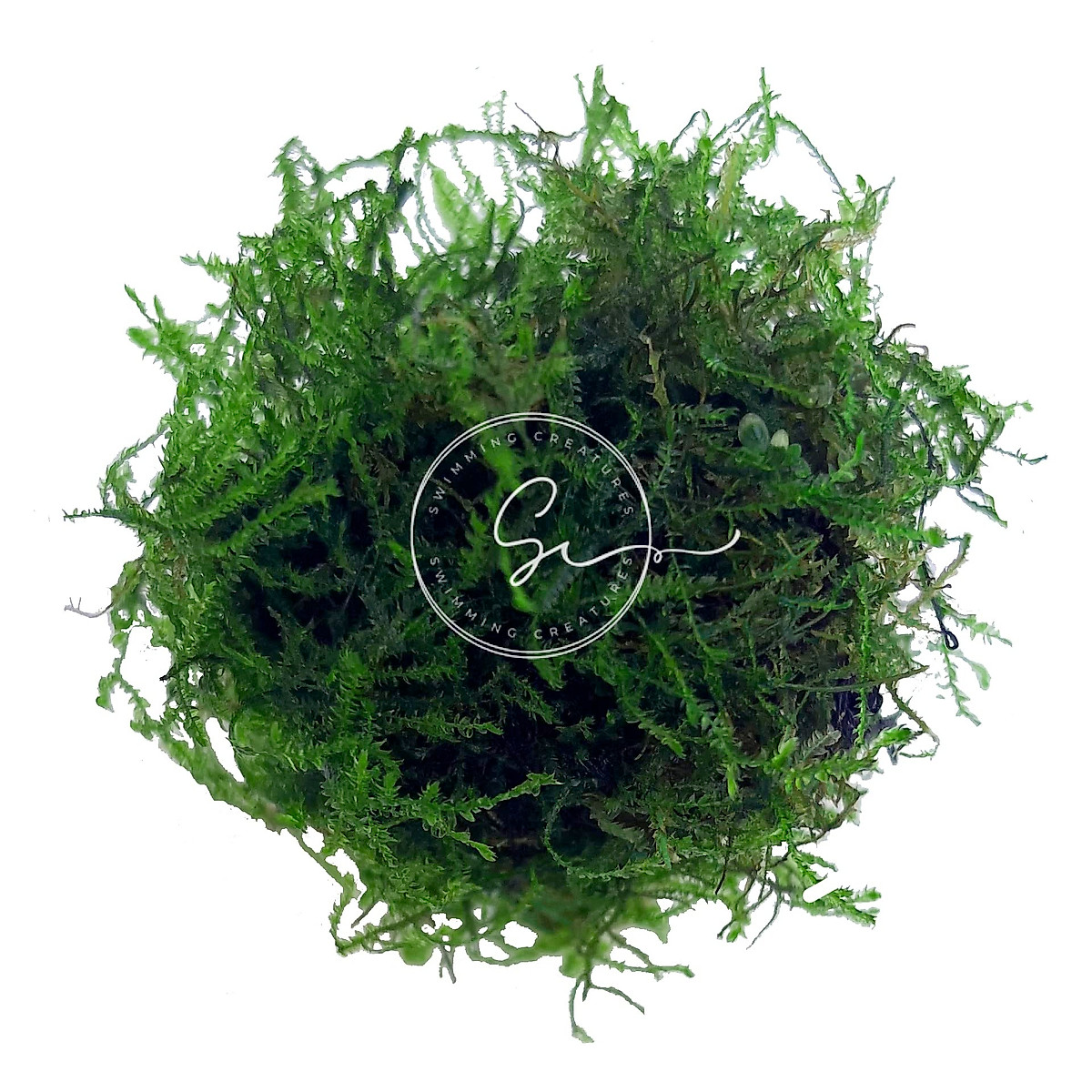 Swimming Creatures Java Moss (Large 25 Square Inch Portion) Freshwater Aquarium Plants Java Moss Live Plant for Aquarium. Guarantee.