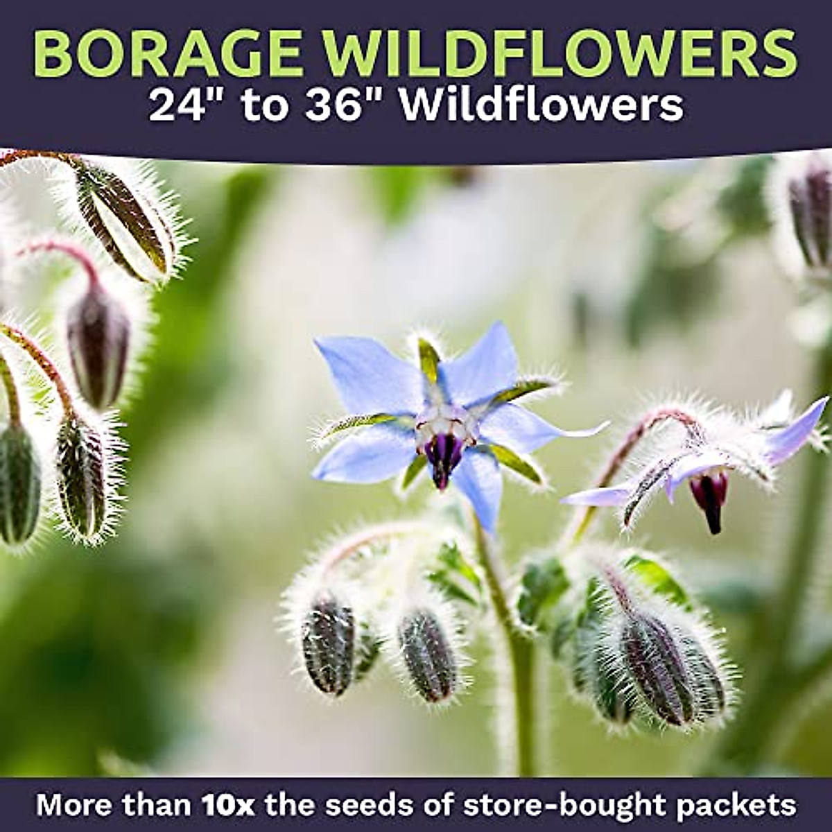 Sweet Yards Seed Co. Borage Seeds – Extra Large Packet – Over 1,200 Open Pollinated Non-GMO Wildflower Seeds – Borago officianalis