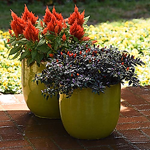 Outsidepride Celosia Scarlet Plume Plant, Feathery Amaranth Garden or House Plant Flower - 1000 Seeds