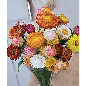 Burpee Tall Mixed Colors Strawflower Seeds 750 seeds