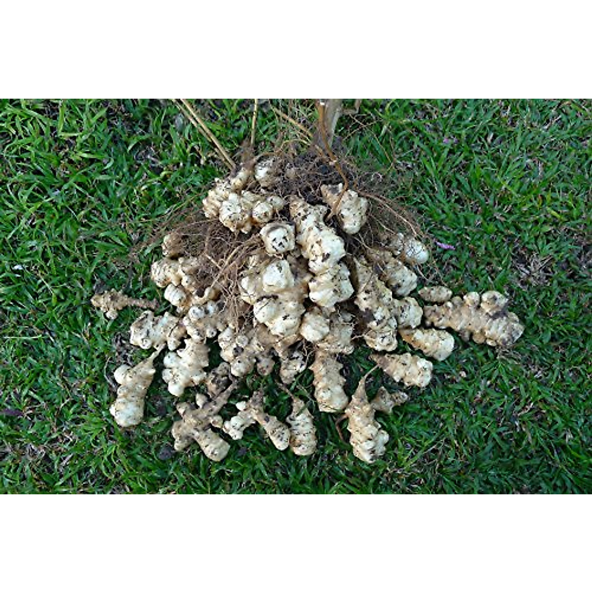 Three Sunchokes - Organic EARLY Dwarf Sunray Variety Jerusalem Artichoke Tubers by Yumheart Gardens (3)