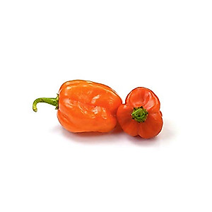 Habañero Seeds for Planting, 25+ Heirloom Seeds Per Packet, Spicy & Hot Pepper, (Isla's Garden Seeds), Non GMO Seeds, Botanical Name: Capsicum chinense, Great Home Garden Gift