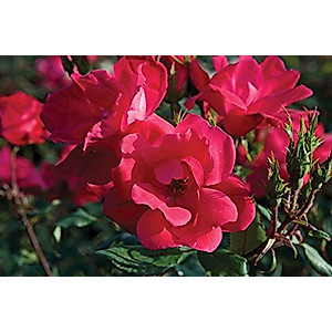 Star Roses Knockout Series 15048 Series Rose Knock Out The Original, 19cm