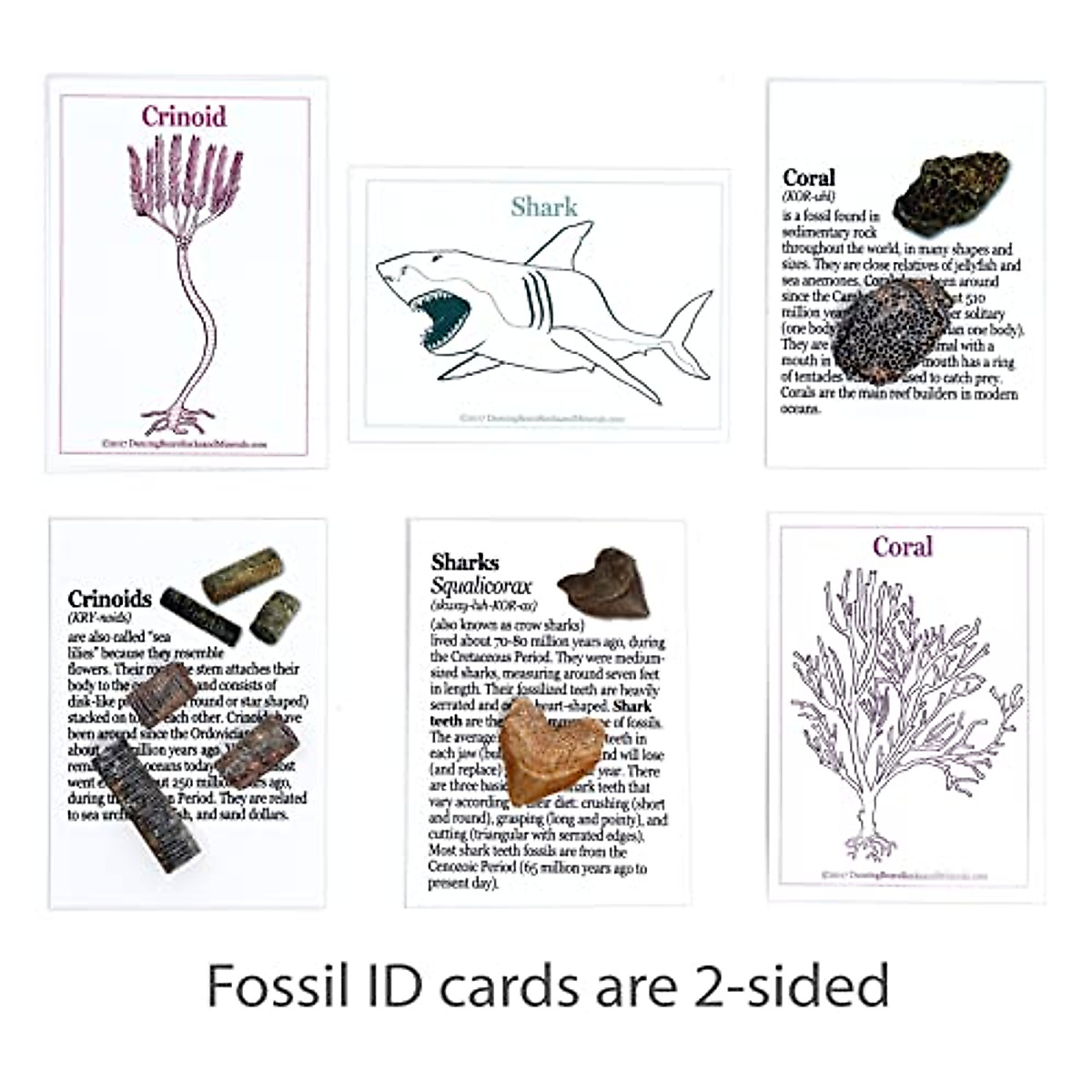 DANCING BEAR FOSSIL COLLECTION Kit (12 Different Types of Specimens): Trilobite, Dinosaur Bone, Shark teeth, Coprolite (fossilized Turtle Poop) Fossil ID Book, Magnifying Glass, STEM Science Set, Made in the USA